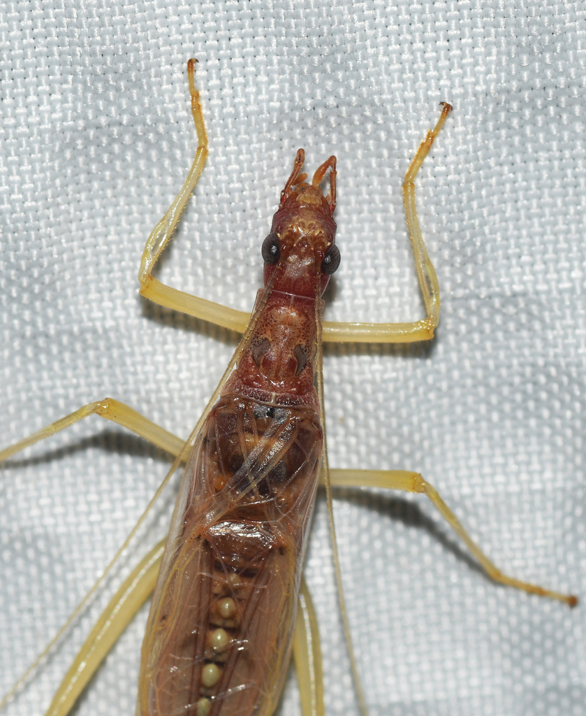 Two-spotted Tree Cricket from 568 Myers Road, Cambridge, ON, Canada on ...