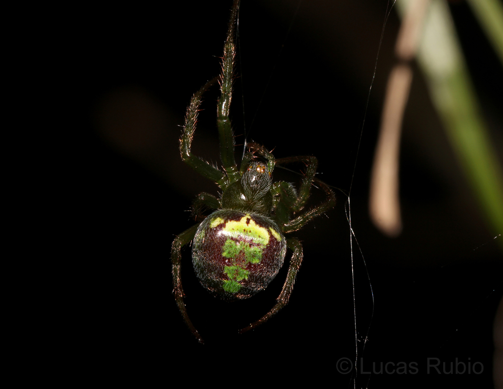 Araneus unanimus from Granja La Lechuza, Oberá, Misiones, Argentina on ...