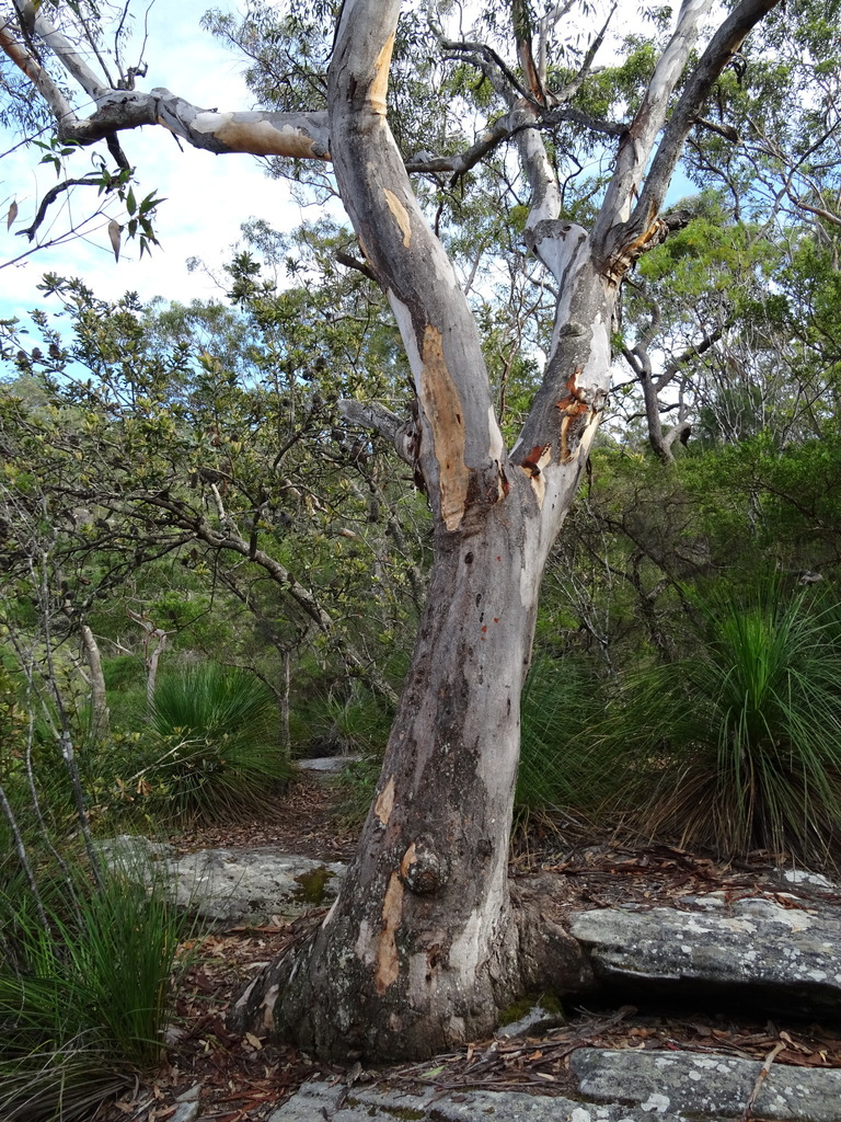 Grey Gum (Eucalyptus punctata) - Botanical Realm