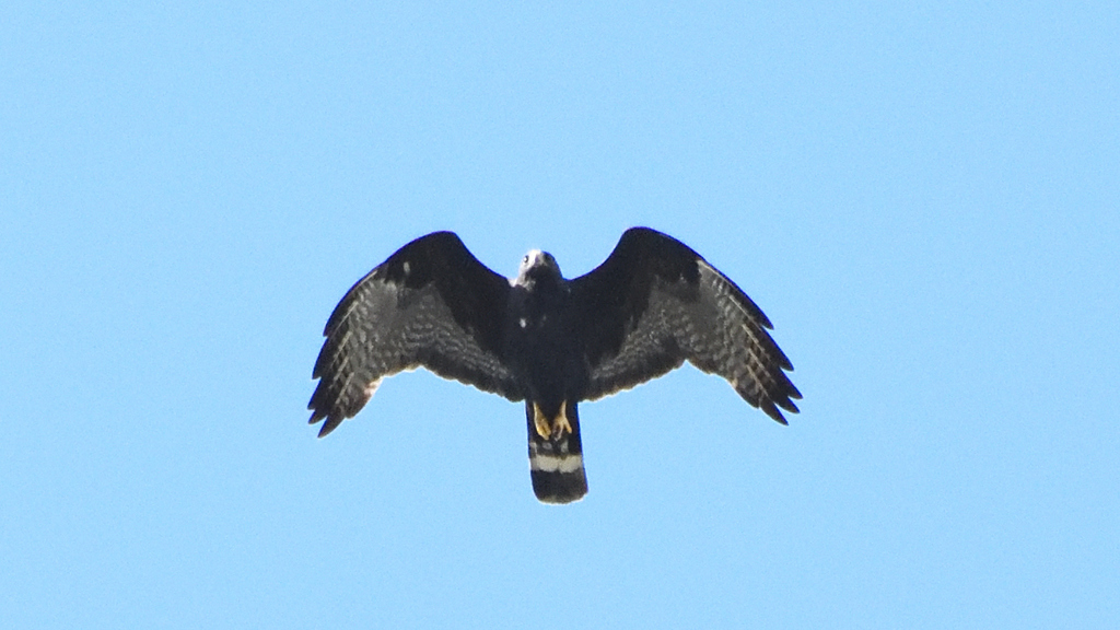 Zone-tailed Hawk from Bustamante, N.L., México on August 23, 2021 at 05 ...