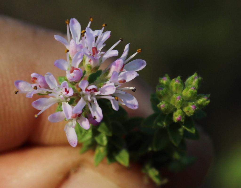 Frill Buchu (Plants of the Tygerberg Nature Reserve) · iNaturalist