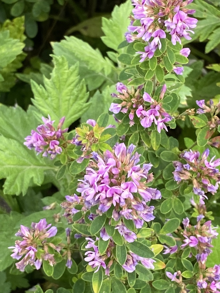 violet bush clover from Edgewood Oak Brush Plains Preserve, Dix Hills ...