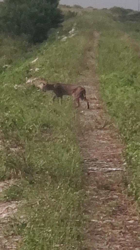 Bobcat from Palm Beach County, FL, USA on August 24, 2021 at 04:51 PM ...