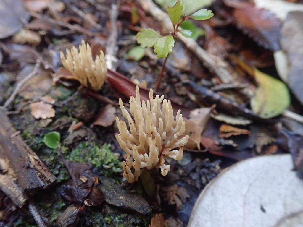 Tremellodendropsis from Tasman District, Tasman, New Zealand on August ...