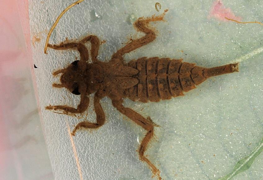 Spined Fairytail from Riffle in Blyde river near Hoedspruit: Perennial ...