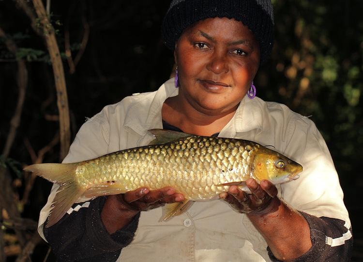 Large-scale Yellowfish (Labeobarbus marequensis) - Marine Life ...