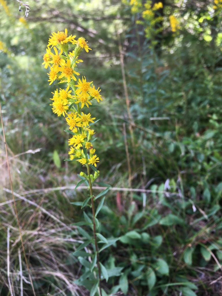 Downy Goldenrod from The Adirondack Park, Bolton Landing, NY, US on ...