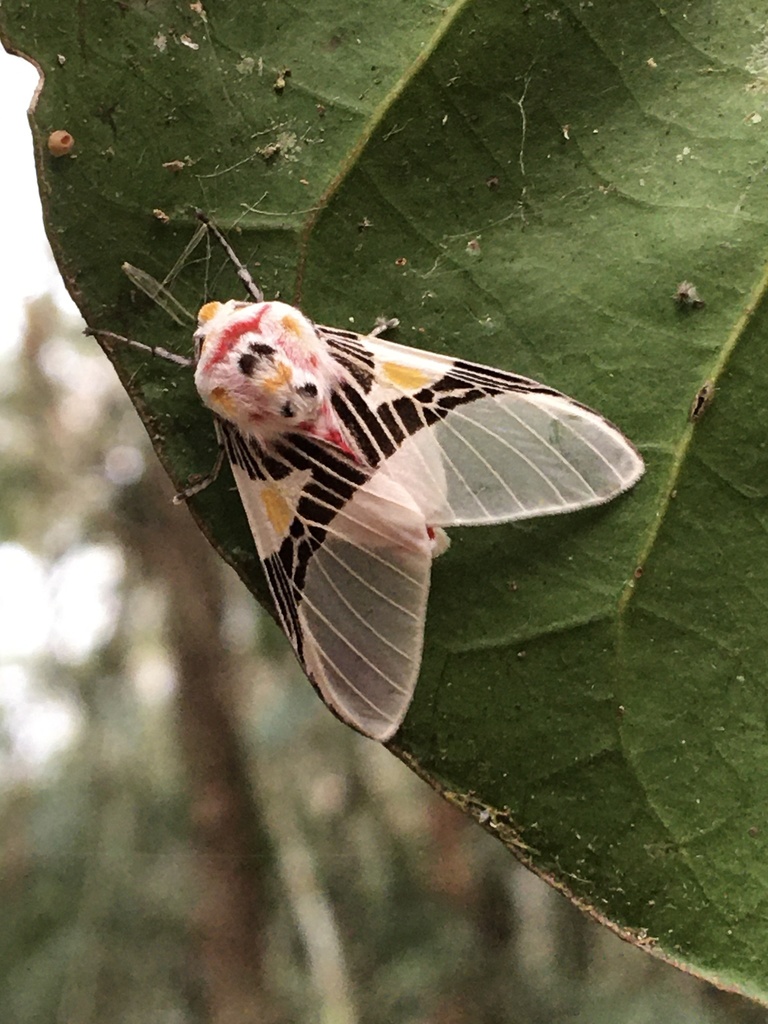 Idalus dorsalis (Panambi Guaçu) · iNaturalist