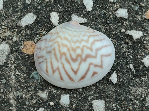 Sunetta sunettina · iNaturalist Mexico