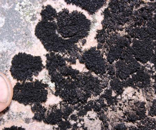 Andreaea subulata · iNaturalist