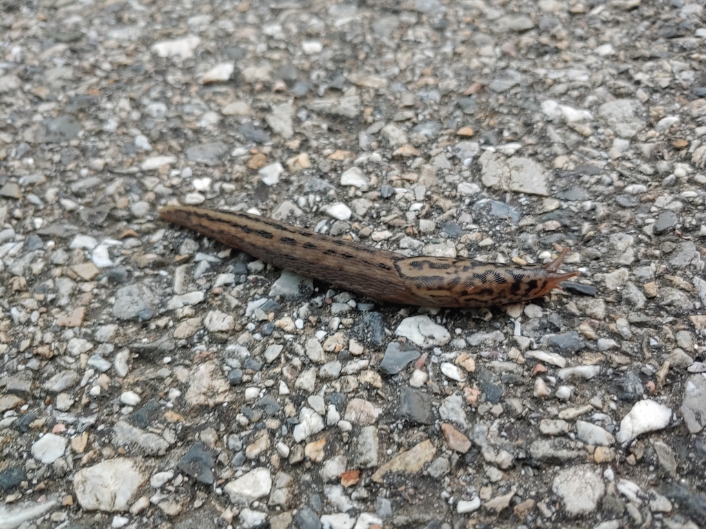 Leopard Slug in August 2021 by grit_n_barite · iNaturalist