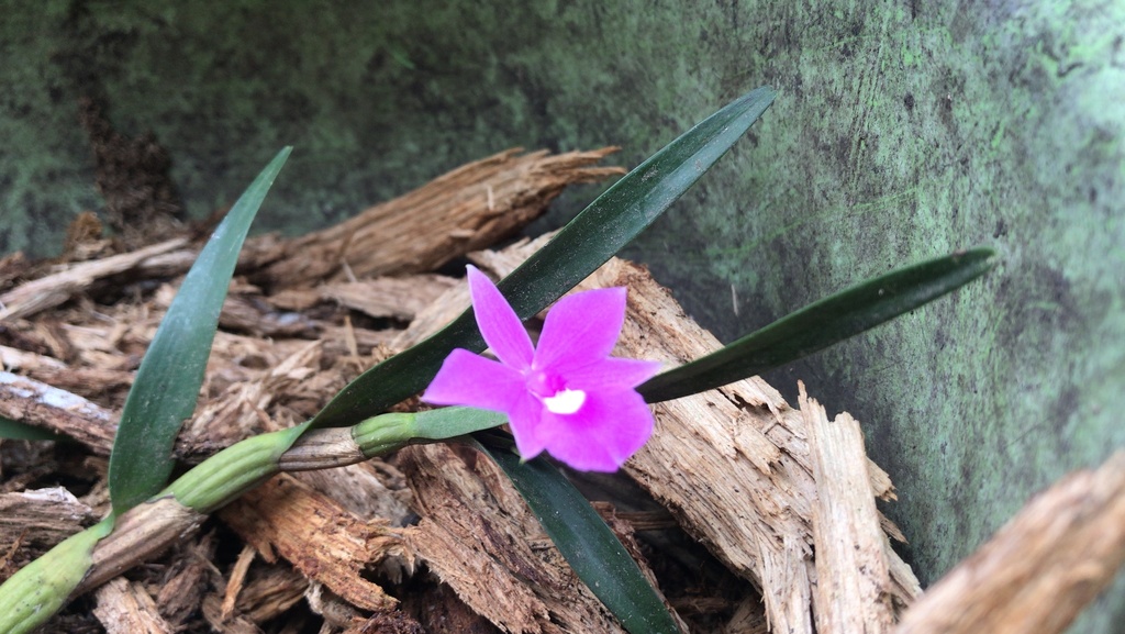 Dimerandra in August 2021 by cristiangmacarena. Parasita. Esta sembrada ...