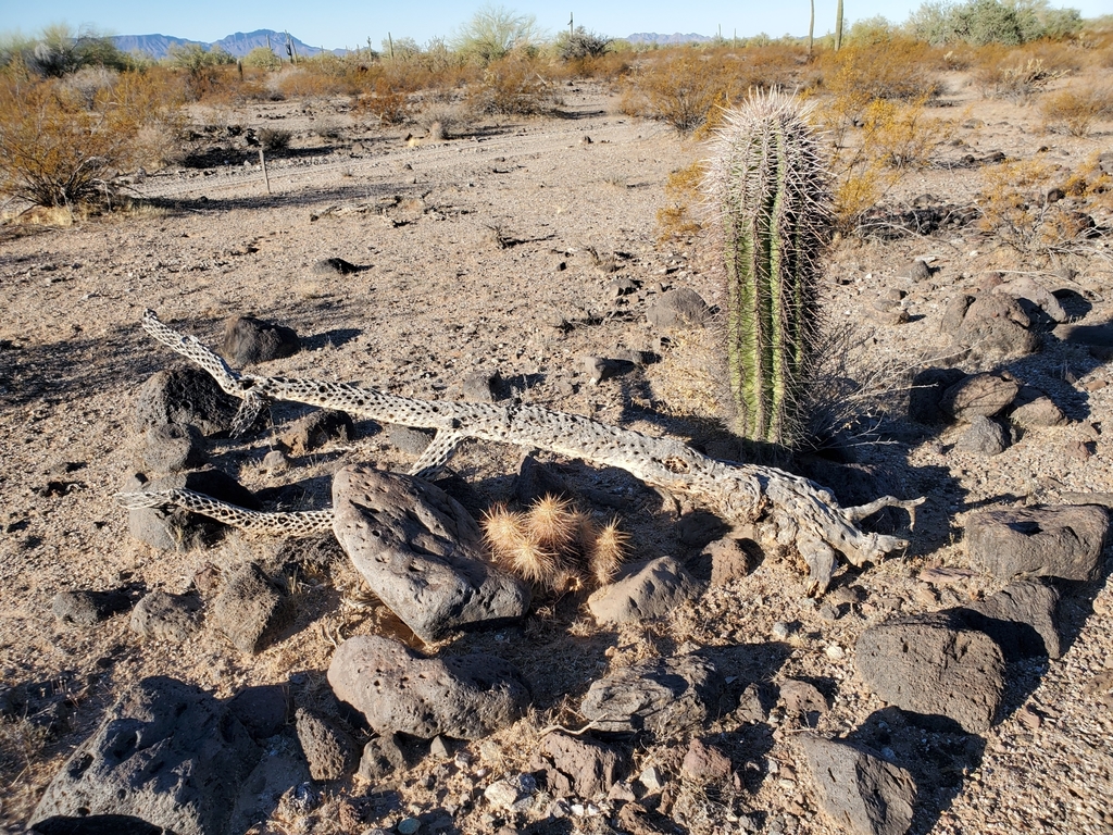 saguaro from Maricopa County, AZ, USA on December 15, 2020 at 08:18 AM ...