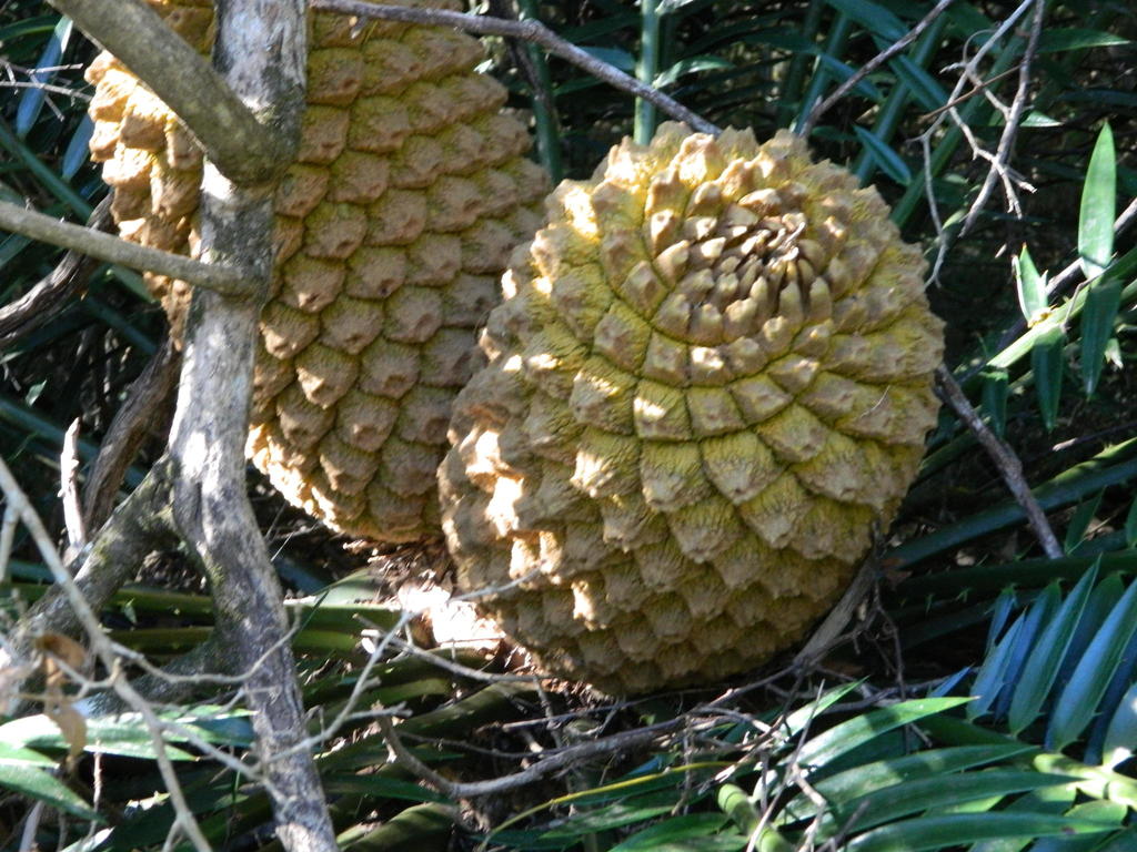 Eastern Cape giant cycad (Encephalartos altensteinii) - Botanical Realm