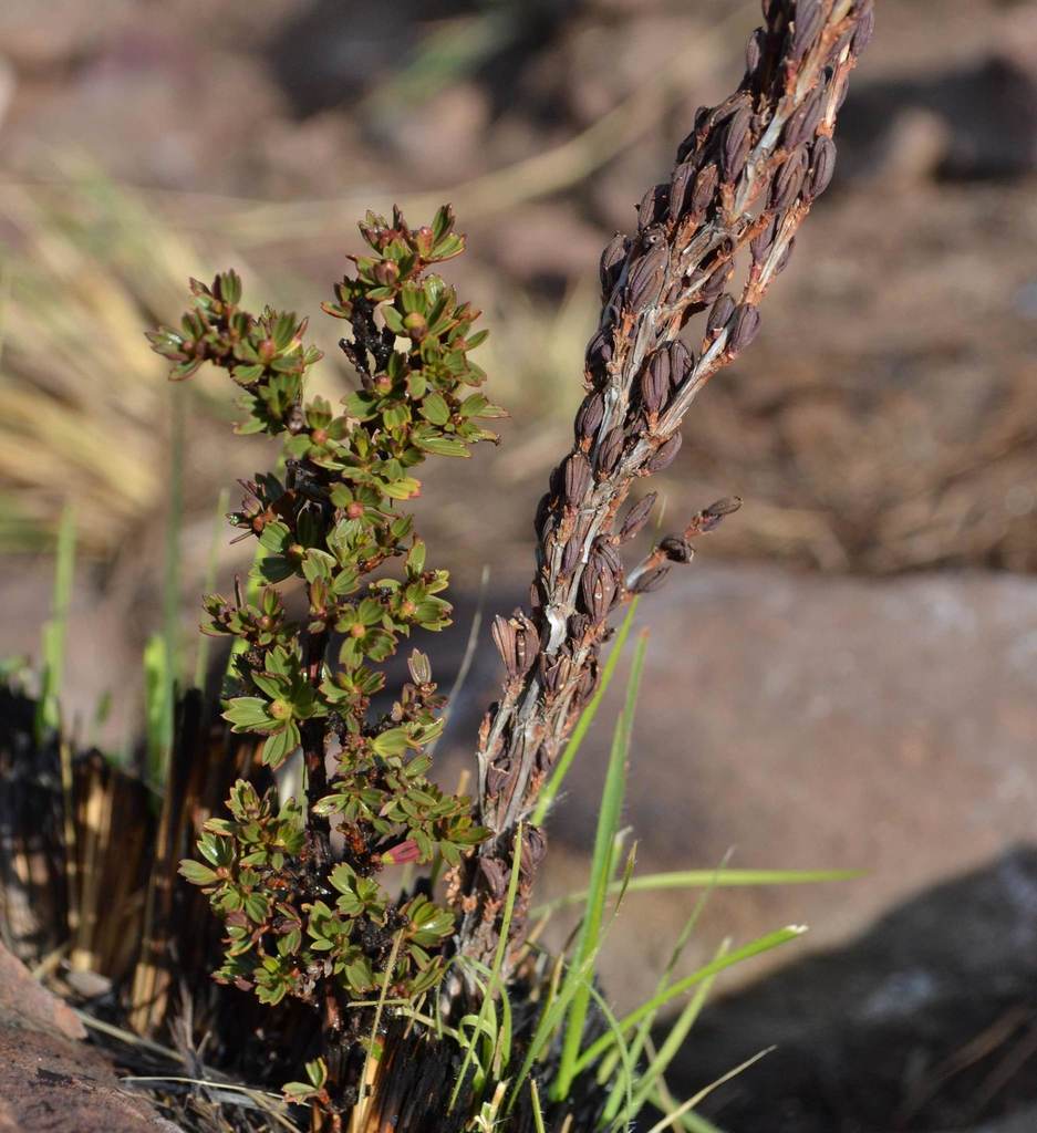 Resurrection Plant (Myrothamnus flabellifolius) - Botanical Realm