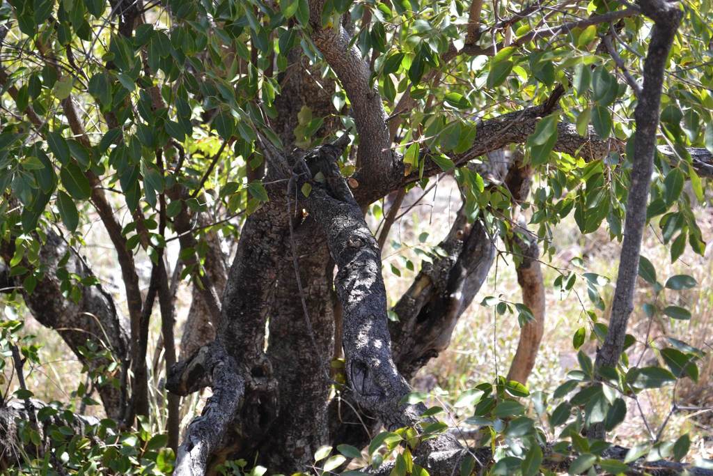 wild-rubber (Flora of Lapalala Wilderness) · iNaturalist