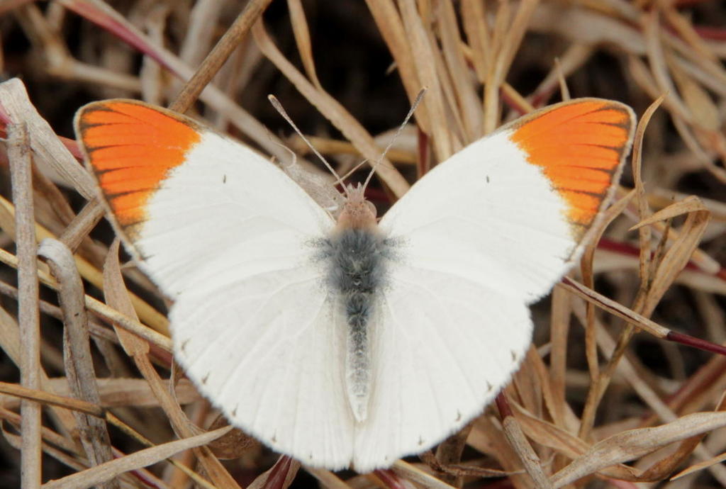 Colotis evenina evenina (Butterflies of Bonamanzi) · BioDiversity4All