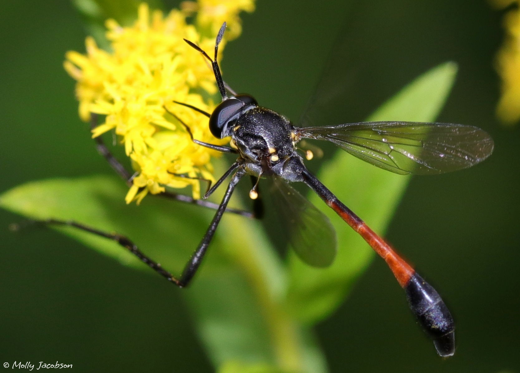 Systropus