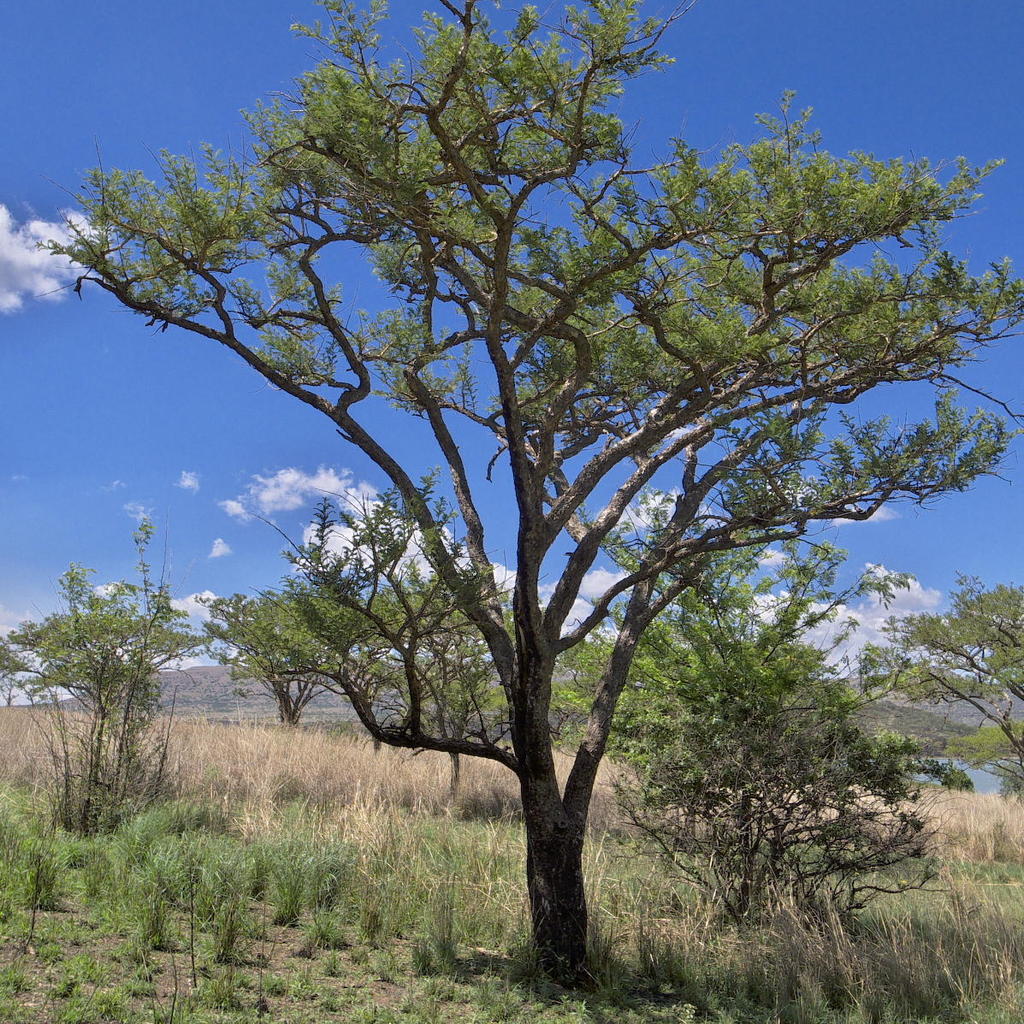 Paperbark Thorn (Vachellia sieberiana) - Botanical Realm