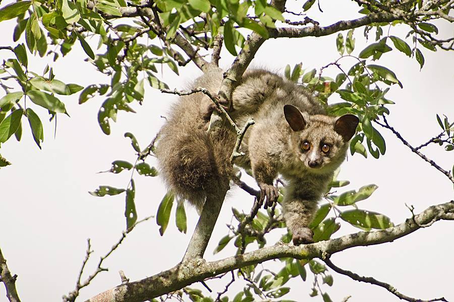 Galagos (Galagidae) - Know Your Mammals