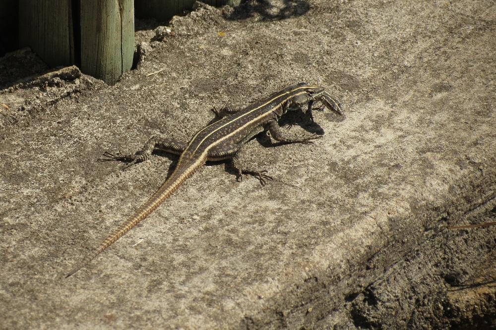 Wilhelm's Flat Lizard from Lowveld National Botanical Garden, Nelspruit ...