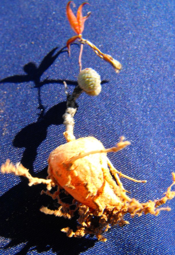 Tylecodon similis (Toelken) Toelken