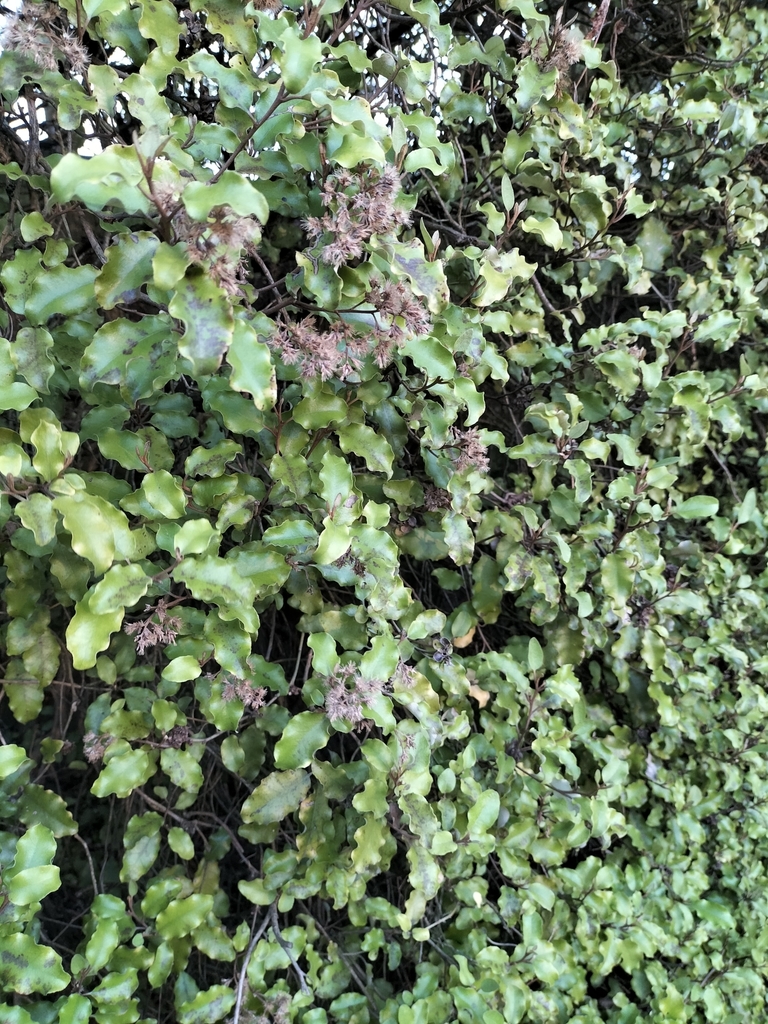 Akiraho from Cashmere, Christchurch, New Zealand on August 25, 2021 at ...