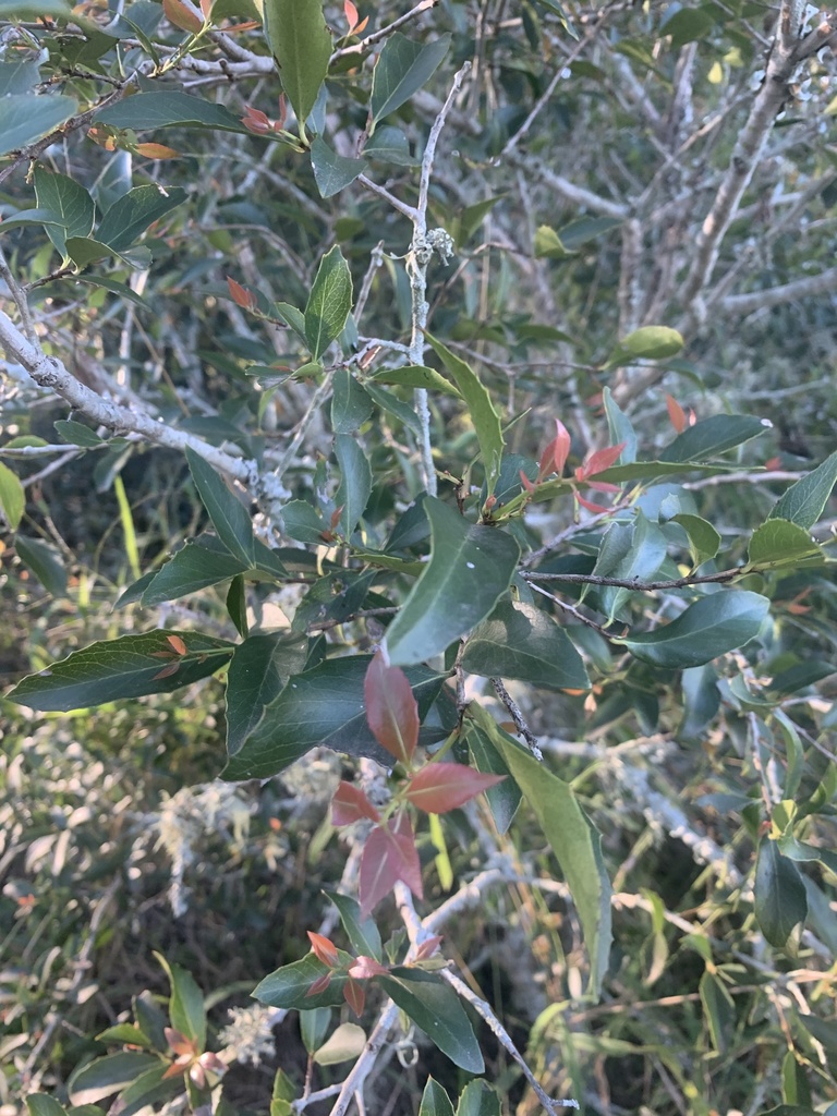 Denhamia bilocularis from Iredale, QLD, AU on August 25, 2021 at 04:41 ...