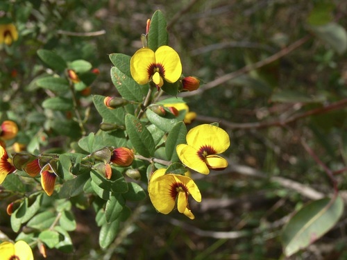 Bossiaea kiamensis · iNaturalist