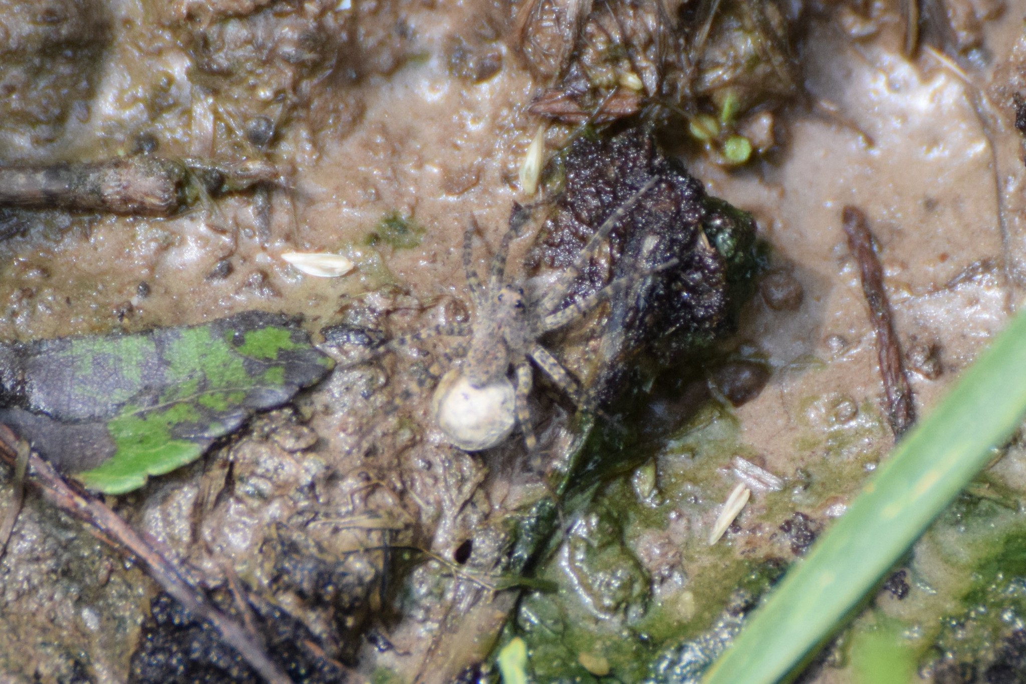 Wadicosa Zyuzin, 1985