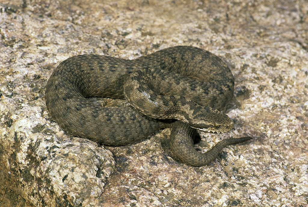 Atlas Dwarf Viper in April 2003 by Roberto Sindaco. MCCI-R1143 ...