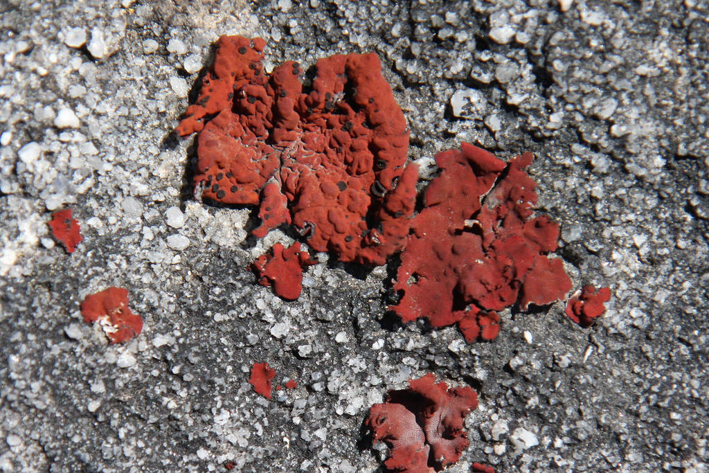 Red Toadskin Lichen (Fungi of southern Africa) · iNaturalist