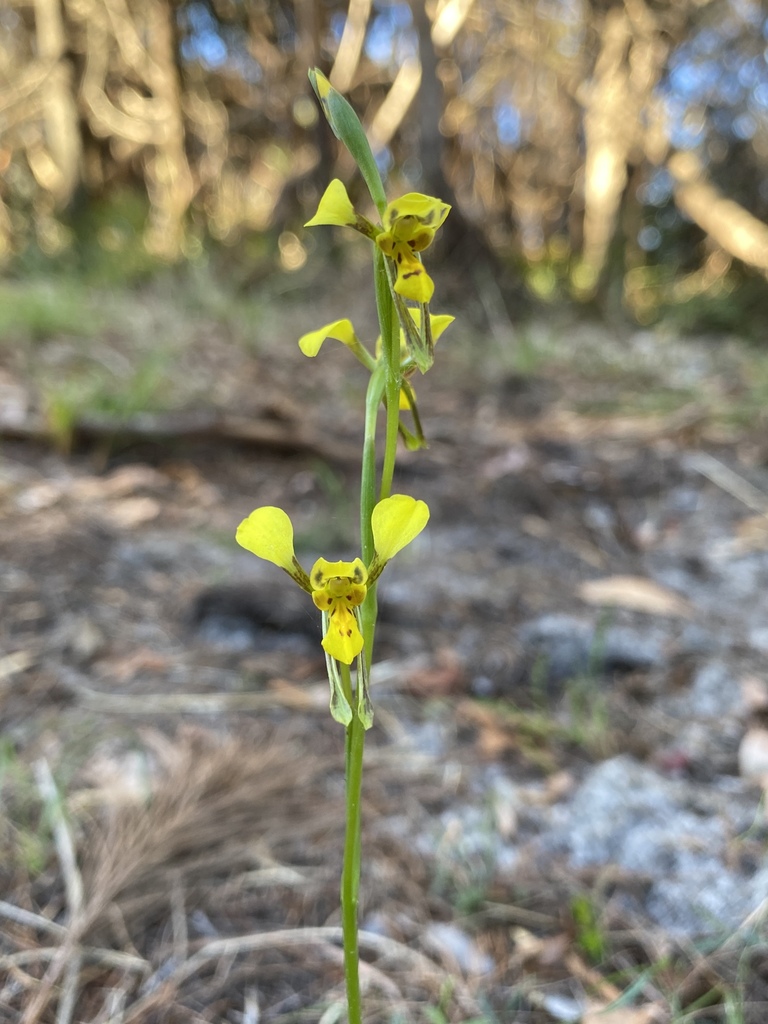 one-leaved donkey orchid in August 2021 by Tony Bush · iNaturalist