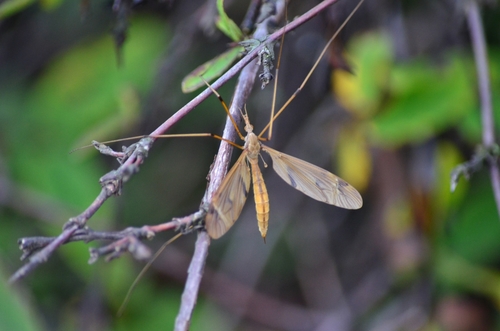 Tipula moiwana · iNaturalist