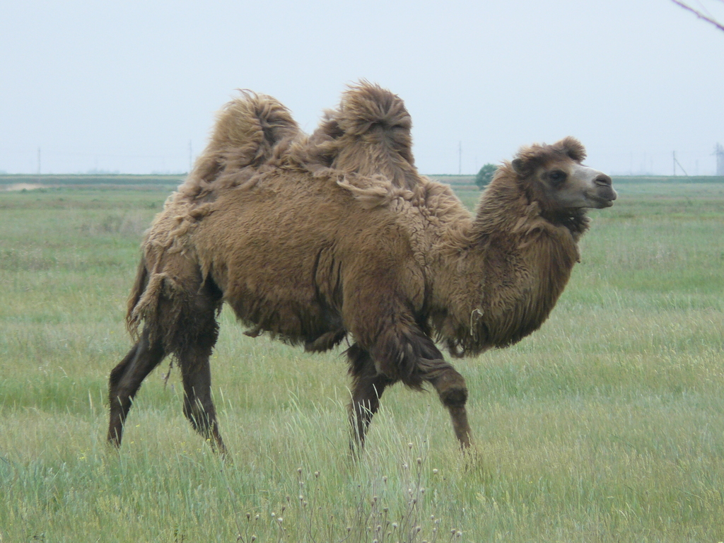Camelids (Camelidae) - Know Your Mammals