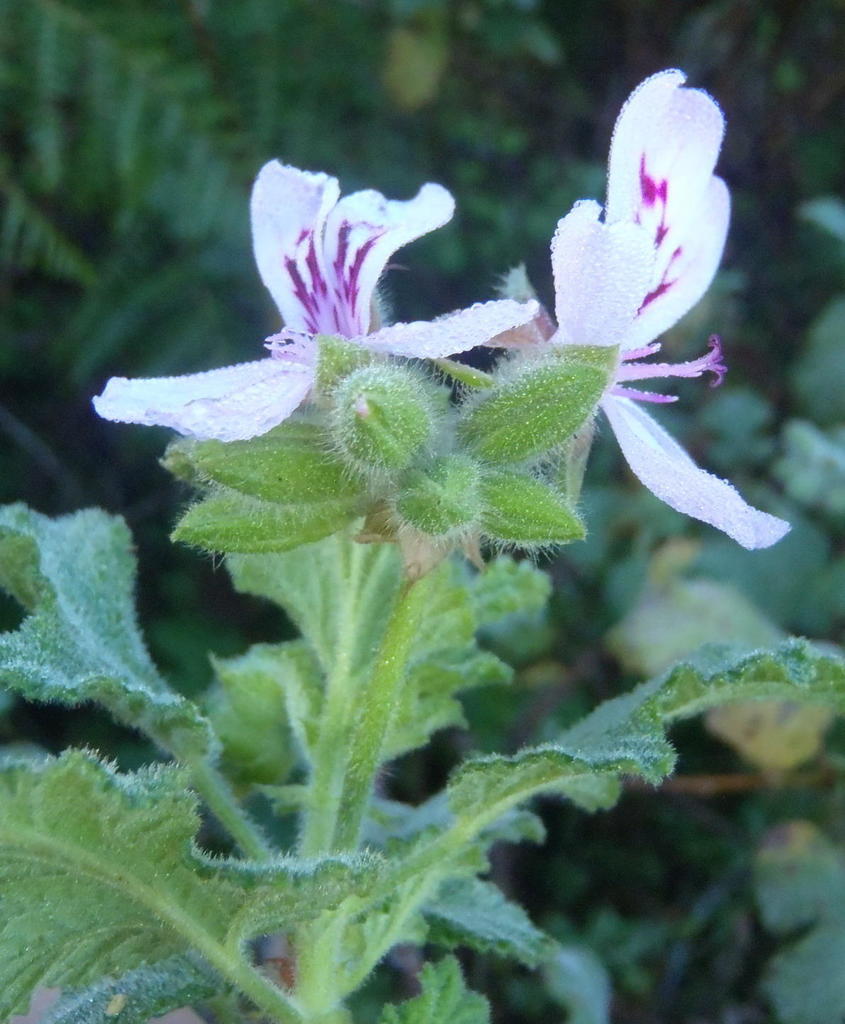 Oak-leaved geranium from Kouga Wildernis on June 16, 2013 by Nicola van ...