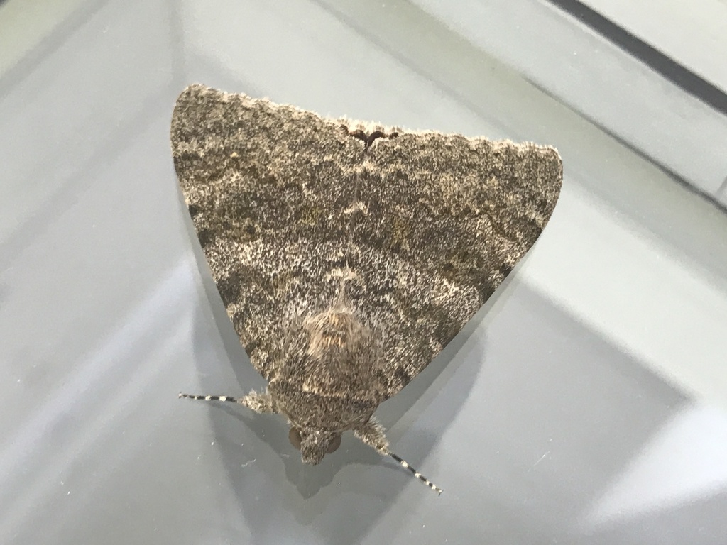 French Red Underwing from Idsteiner Straße, Berlin, Berlin, DE on ...