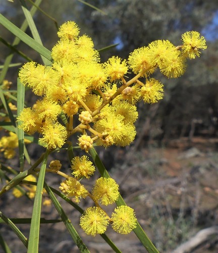Acacia linearifolia · iNaturalist United Kingdom