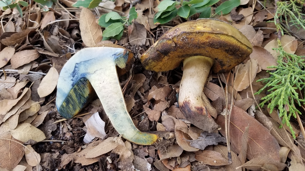 Neoboletus in August 2021 by noah_siegel · iNaturalist