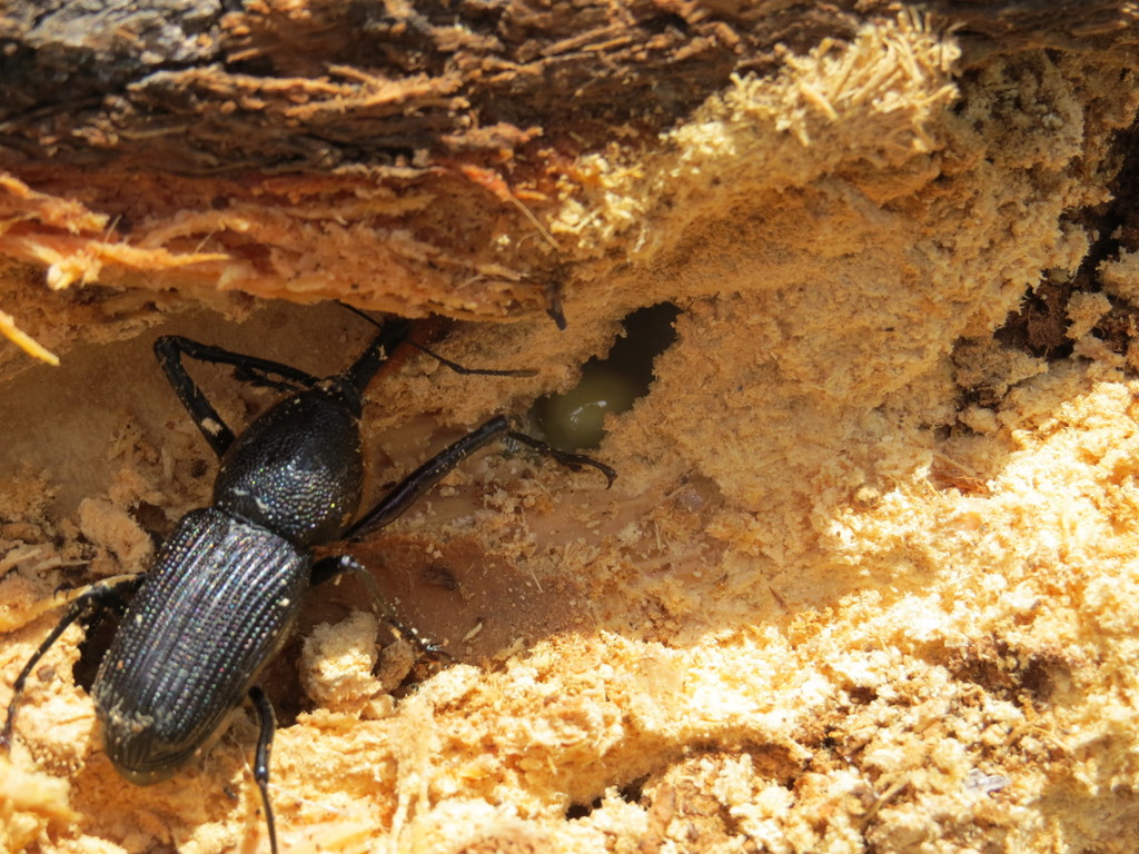 Bearded Weevil in May 2014 by Leticia Soriano Flores · iNaturalist