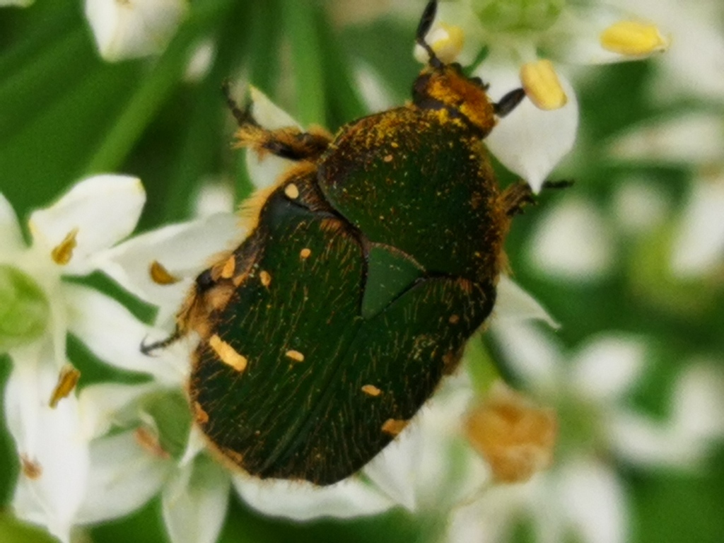Blue Flower Chafer from 日本、〒350-2203 埼玉県鶴ヶ島市上広谷 on August 24, 2021 at ...