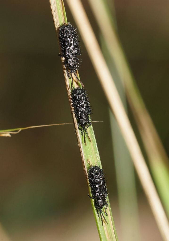 Hispellinus multispinosus (Leaf Beetles (Cassidinae) of Australia) · iNaturalist