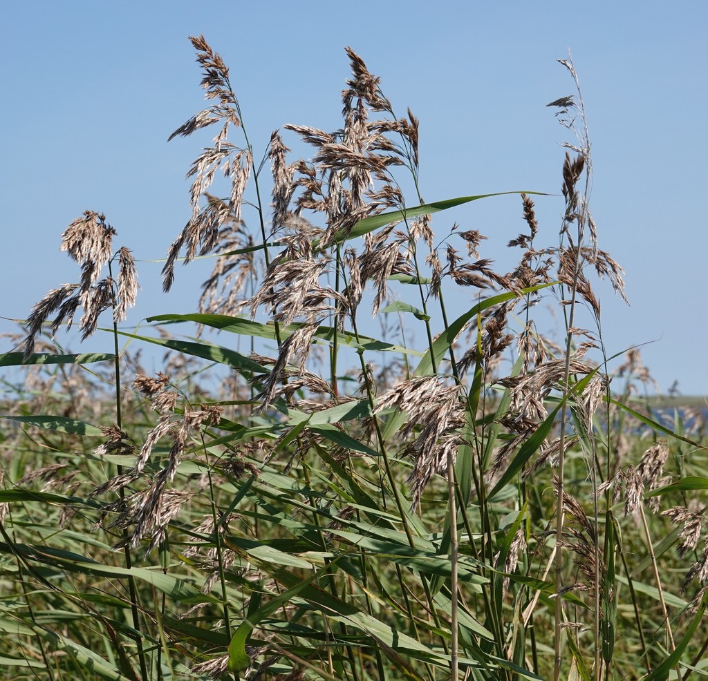 American common reed from Kent County, NB, Canada on August 16, 2021 at ...