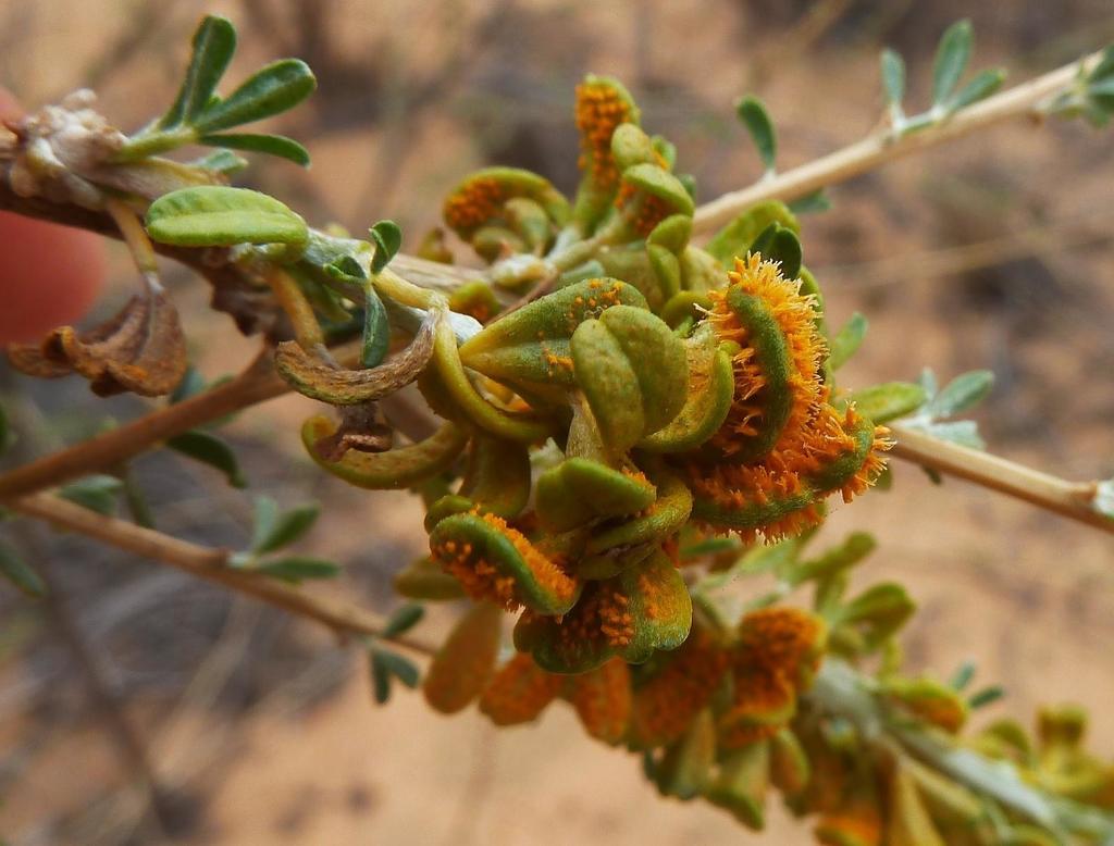 Aecidium viborgiae (Fungi of southern Africa) · iNaturalist