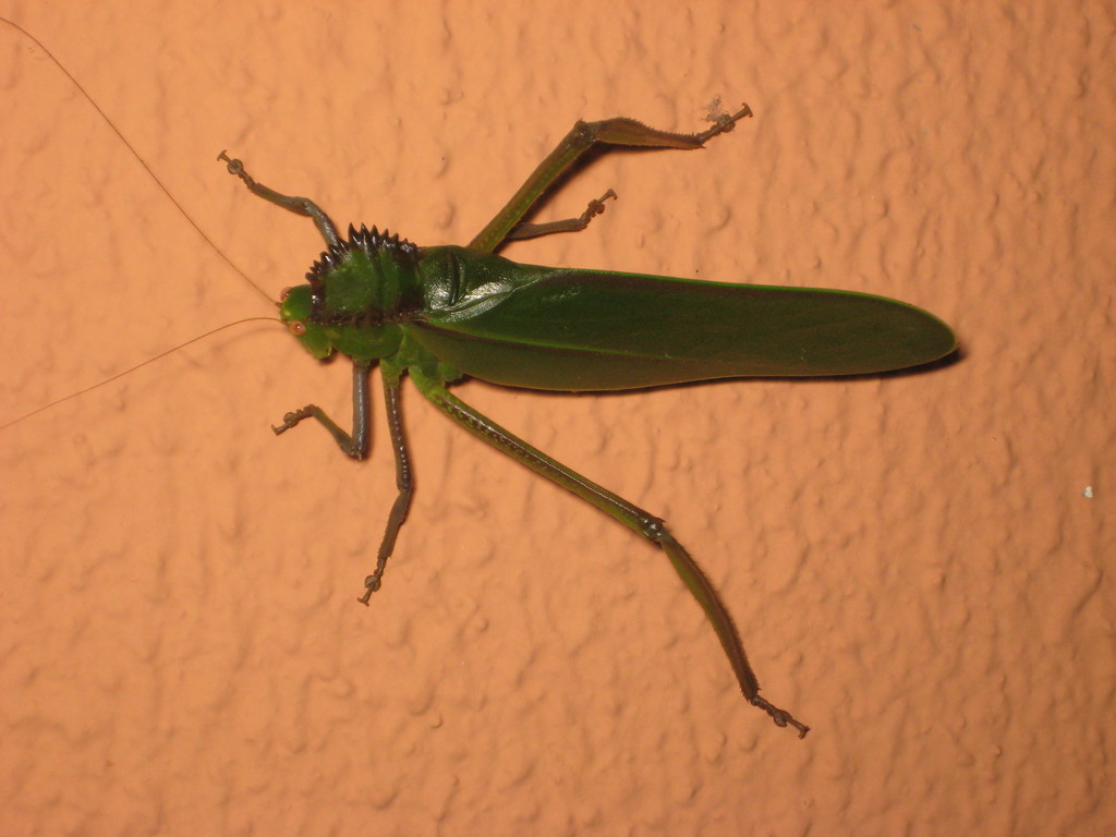 Steirodon from San José, San Carlos, Costa Rica on April 07, 2008 at 06 ...