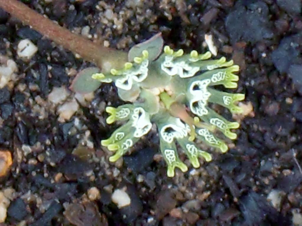 Round Milkball in November 2013 by Angela Noske. Euphorbia small ...