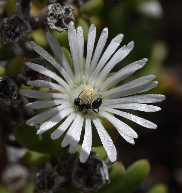 Karoo Sheepfig (Delosperma subincanum) - Botanical Realm
