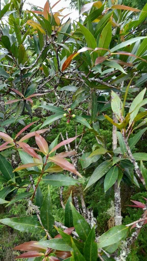 Waterberries from Popayán, Cauca, Colombia on August 22, 2021 at 05:09 ...