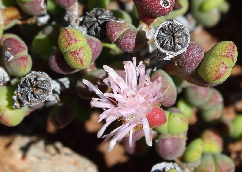 (Octopoma quadrisepalum) - Botanical Realm