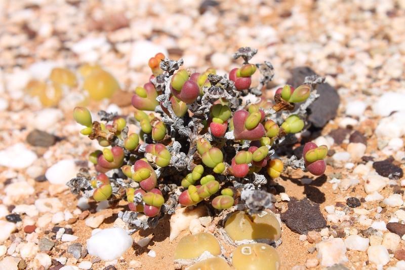 (Octopoma quadrisepalum) - Botanical Realm